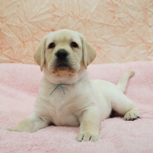 あなたにピッタリなペットが見つかります（犬）｜ペットのことならZOO